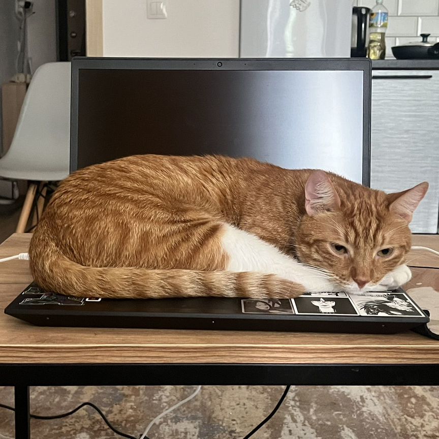 Взрослый кот в добрые руки