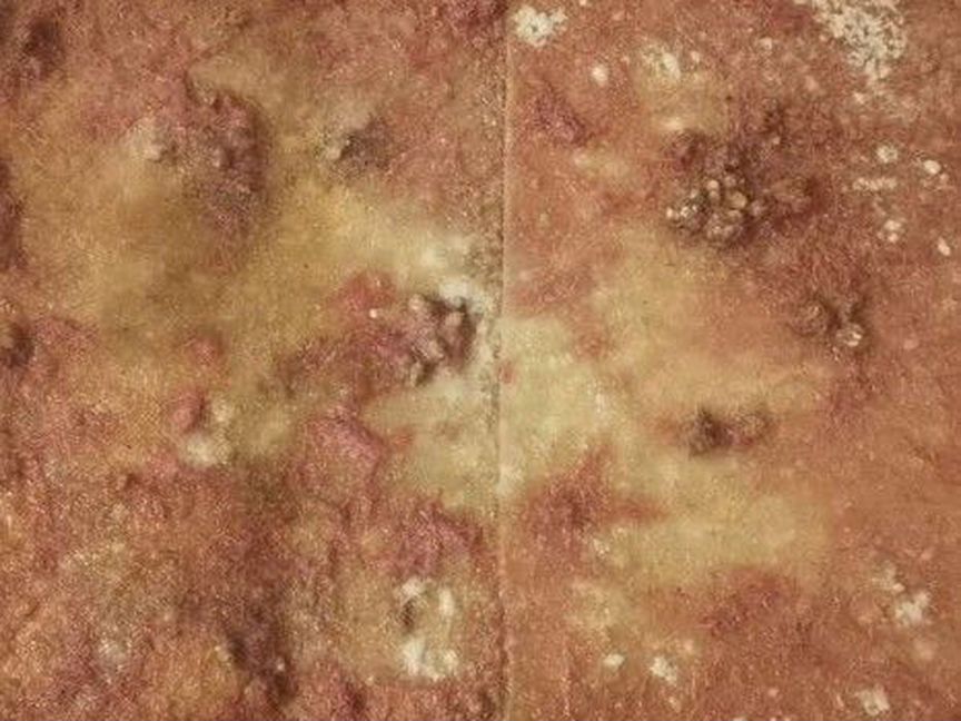 Домашний трубочник изя