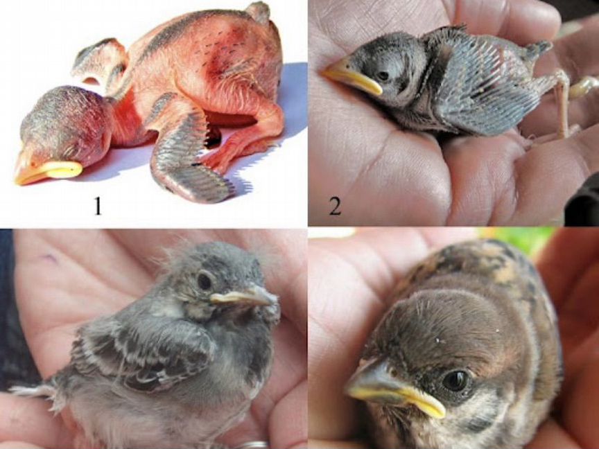 Птенец воробья, выхаживание