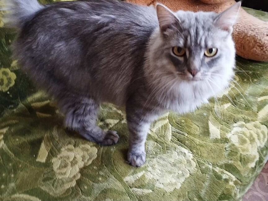 Серый кот мальчик