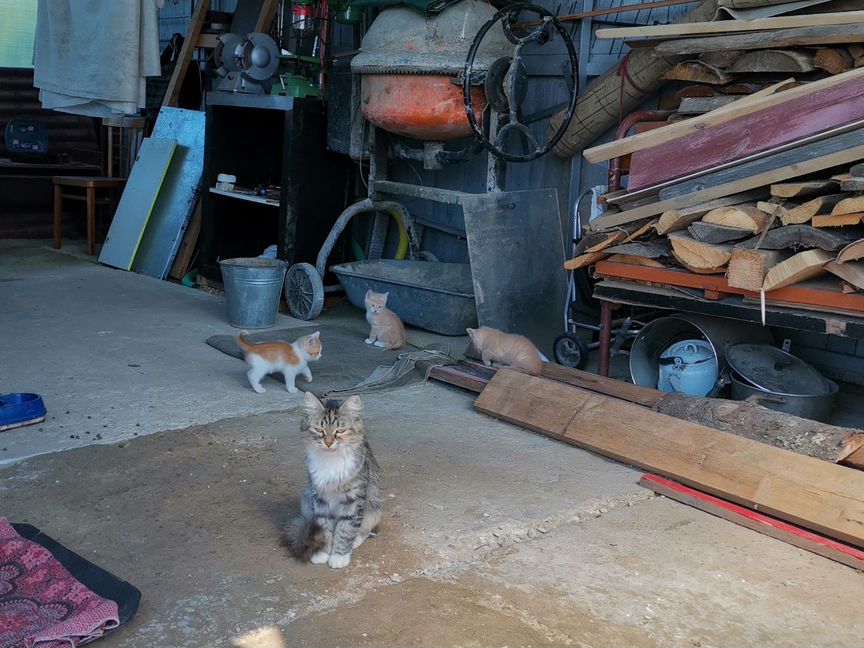 Котята в добрые руки