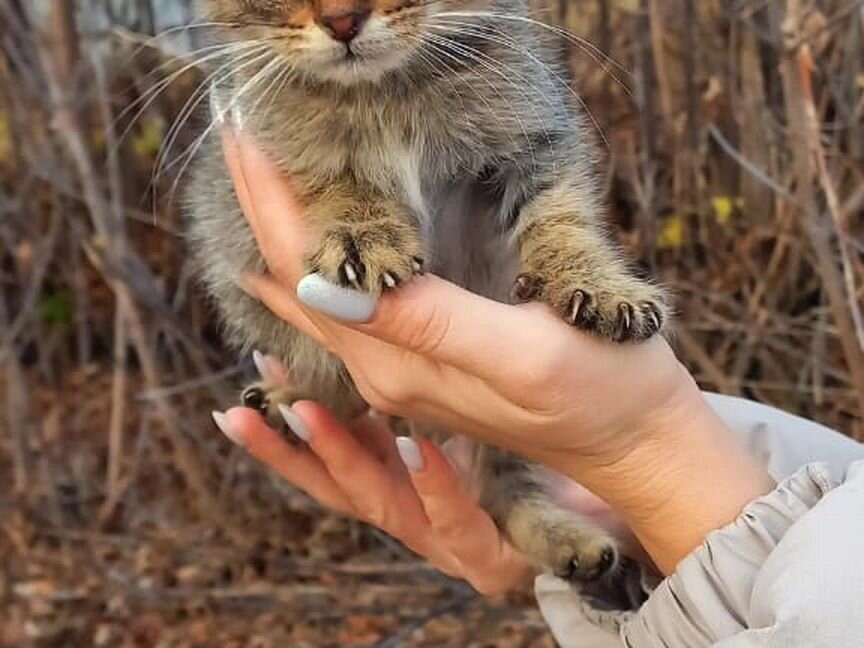 Отдам бесплатно доброго,ласкового котёнка