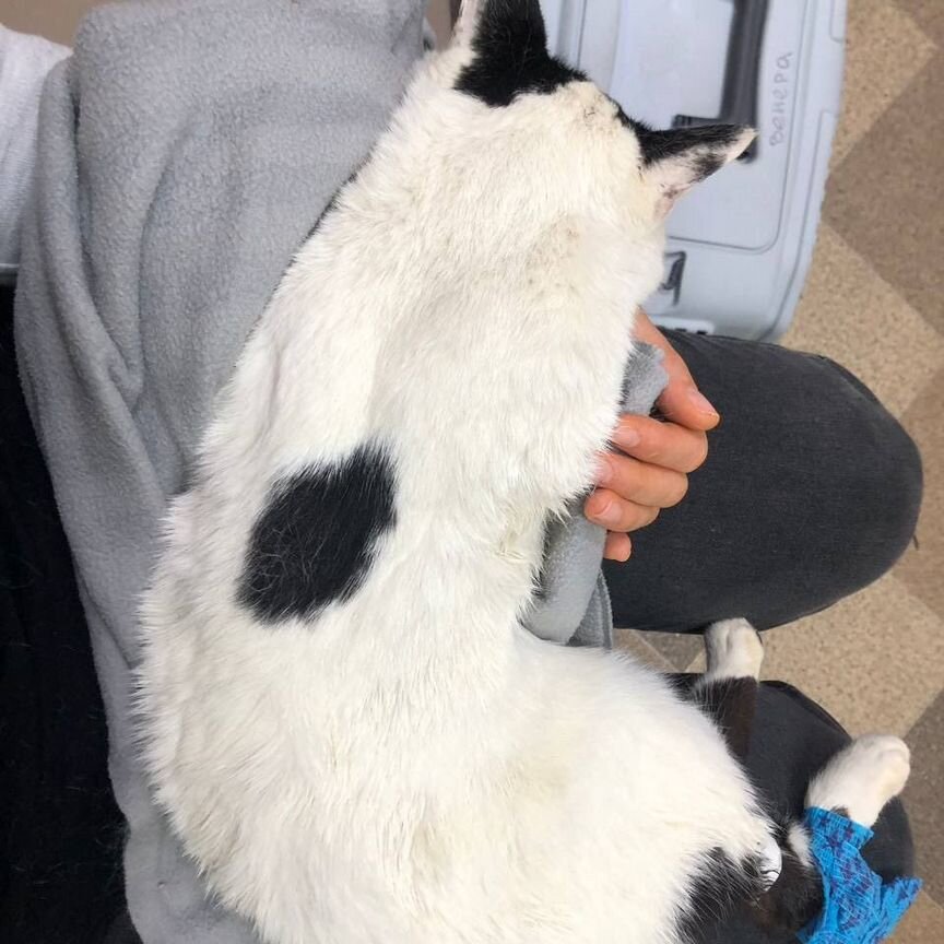 Кот в добрые руки