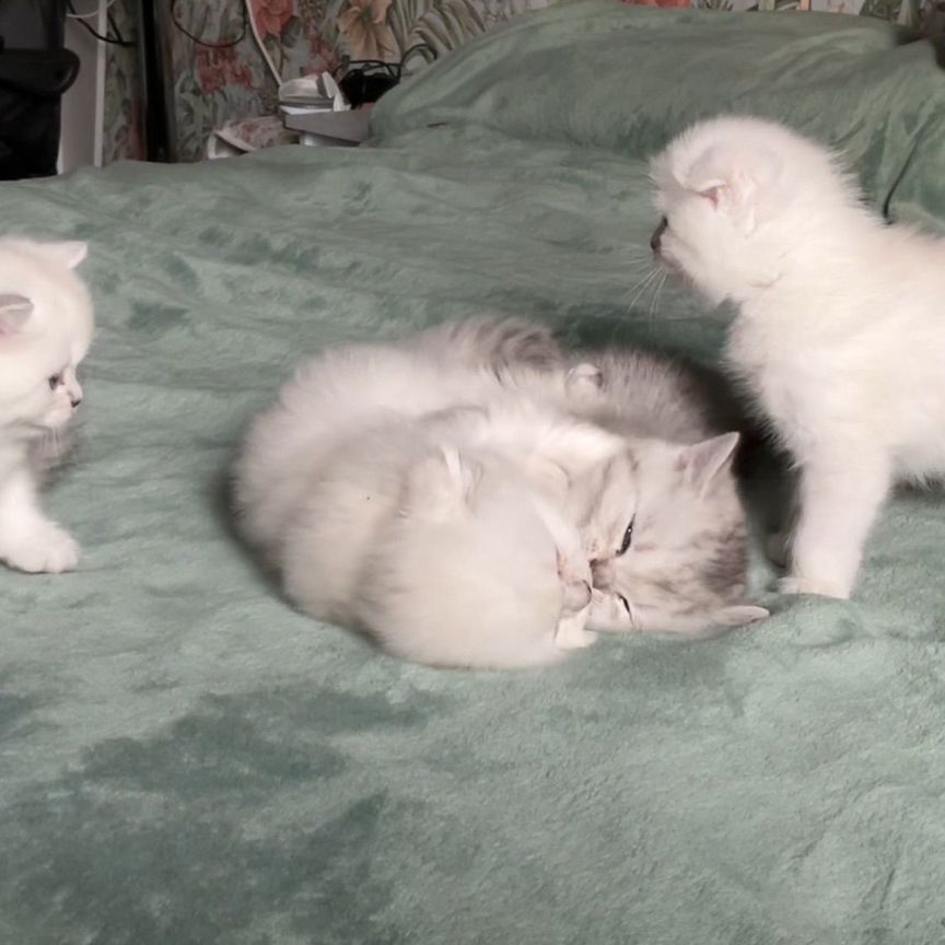 Шотландские котята вислоухие и прямоухие