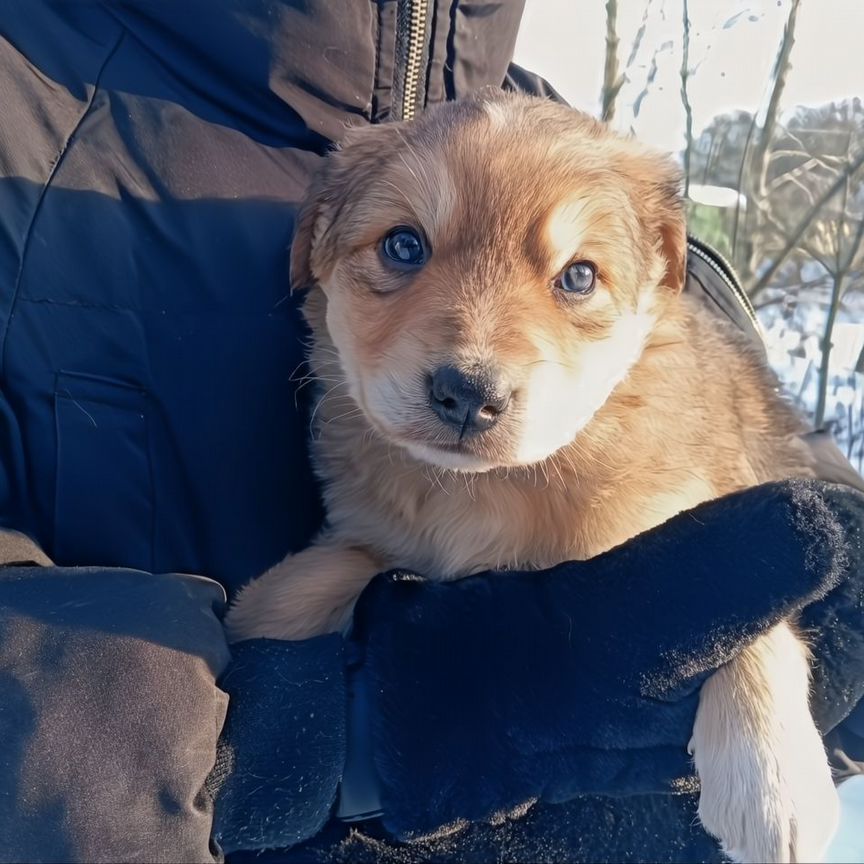 Русская гончая, щенок