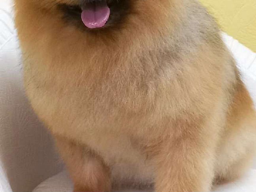 Шпиц на вязку