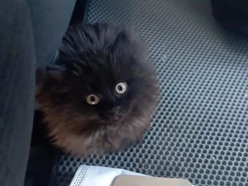 Котоловка