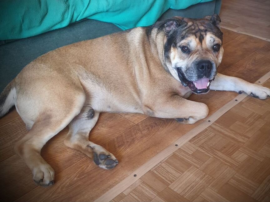 Отдам в добрые руки ка-де-бо