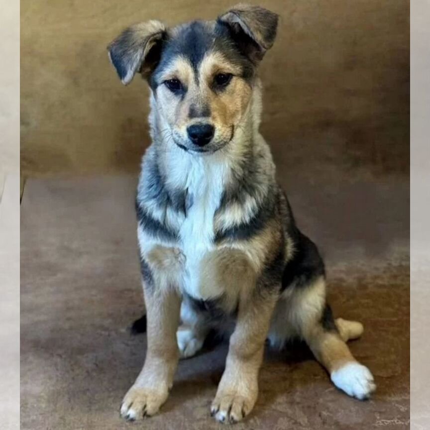 Щенок в добрые руки