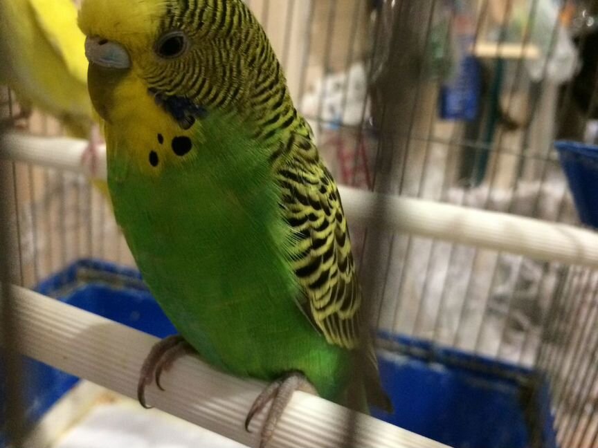 Волнистый попугай