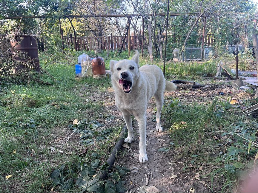 Умирает с голоду собака и кошки