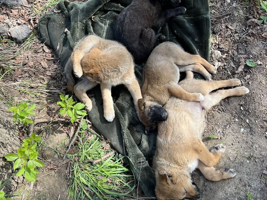 Щенки в добрые руки