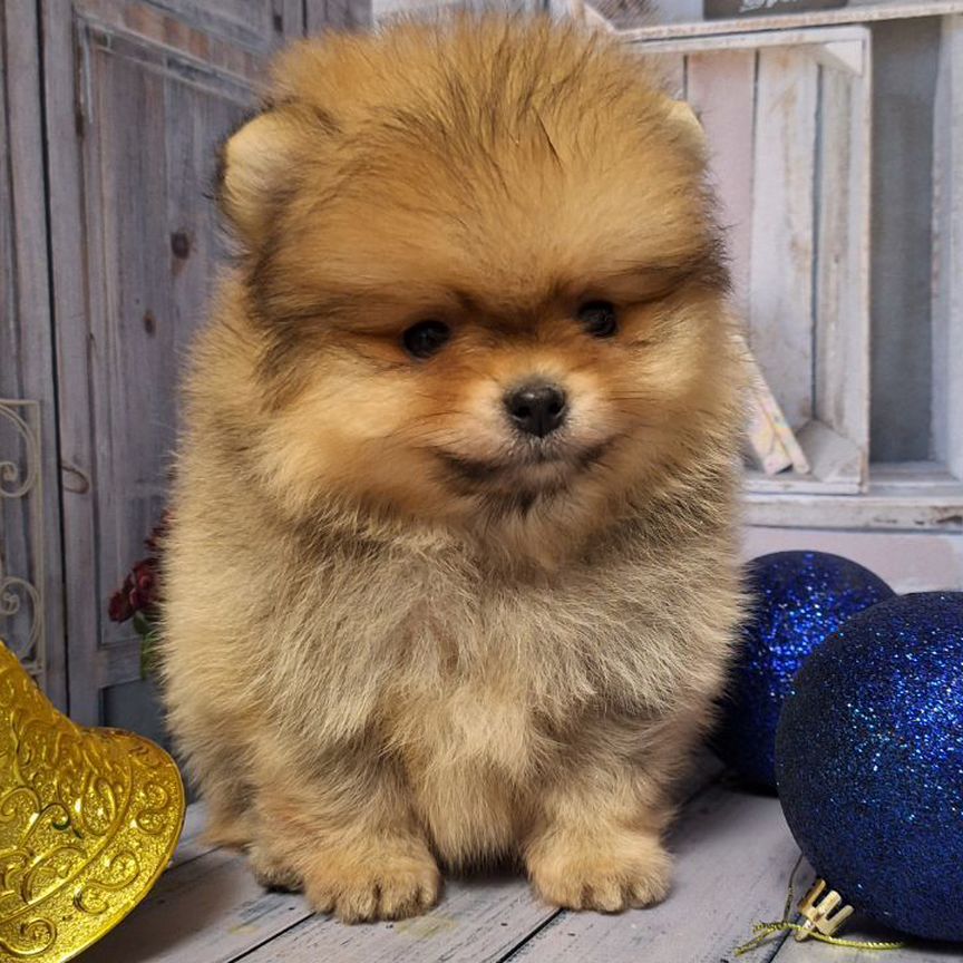 Померанский шпиц, щенок