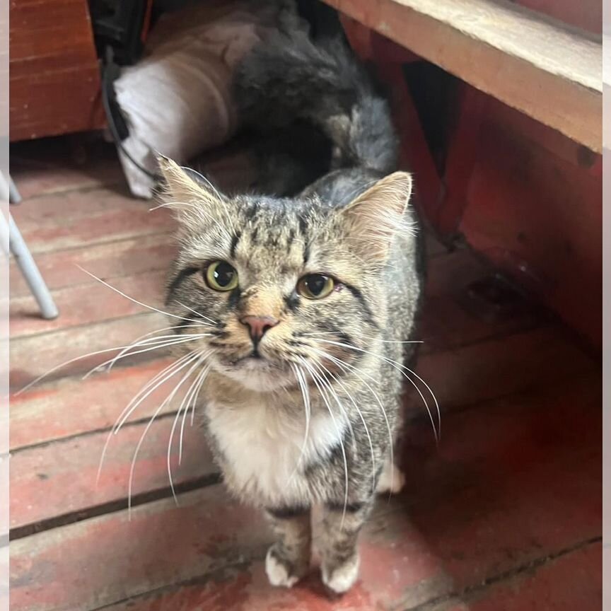 Взрослый кот в добрые руки