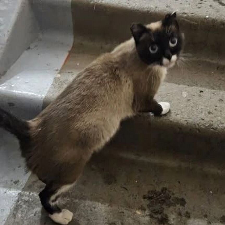 Сиамская, взрослая кошка