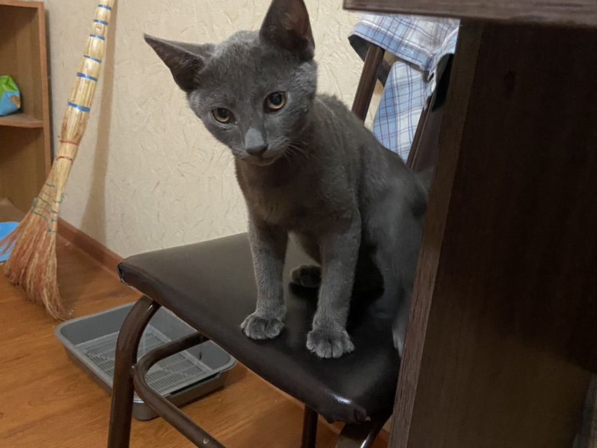 Отдам бесплатноко котенка с миской и лотком