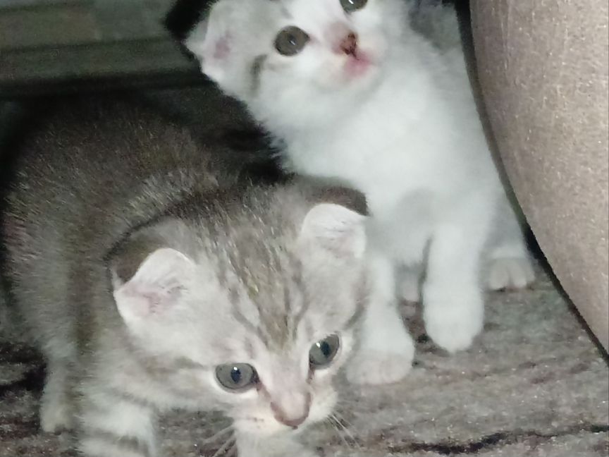 Котята в добрые руки бесплатно