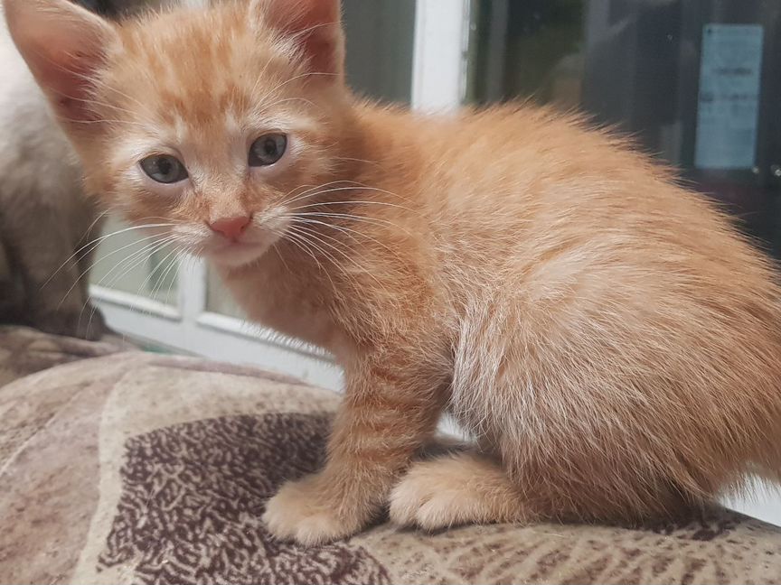 Сомалийская кошка