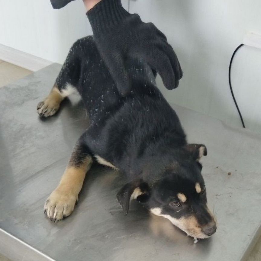 Щенок в добрые руки