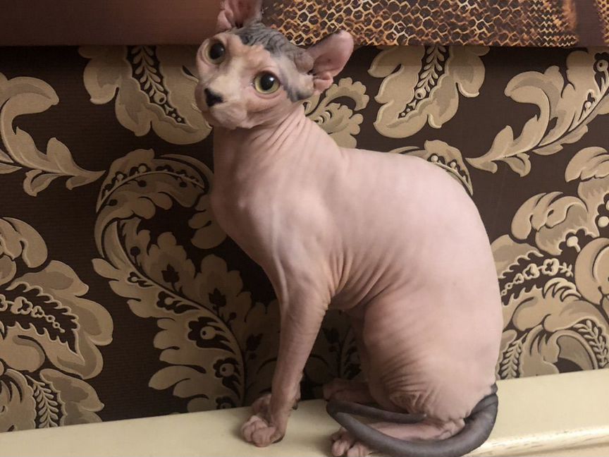Канадский сфинкс эльф