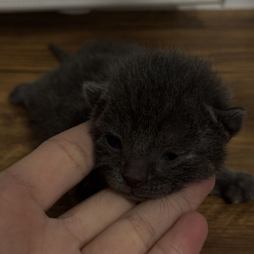 Донской сфинкс котёнок