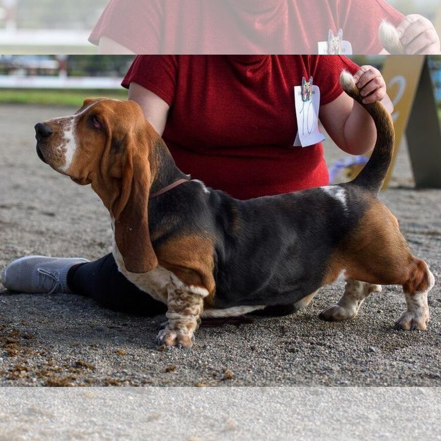 Щенки бассет хаунд