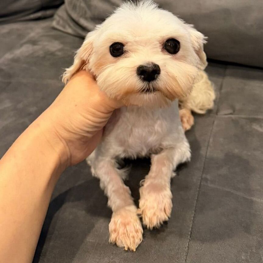 Мальтийская болонка, взрослая собака