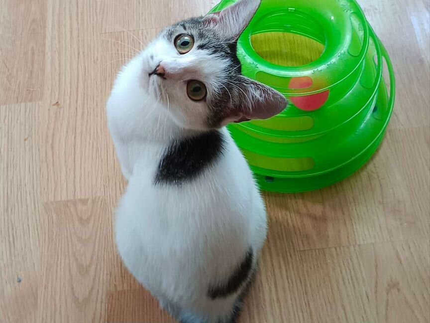 Я ищу семью