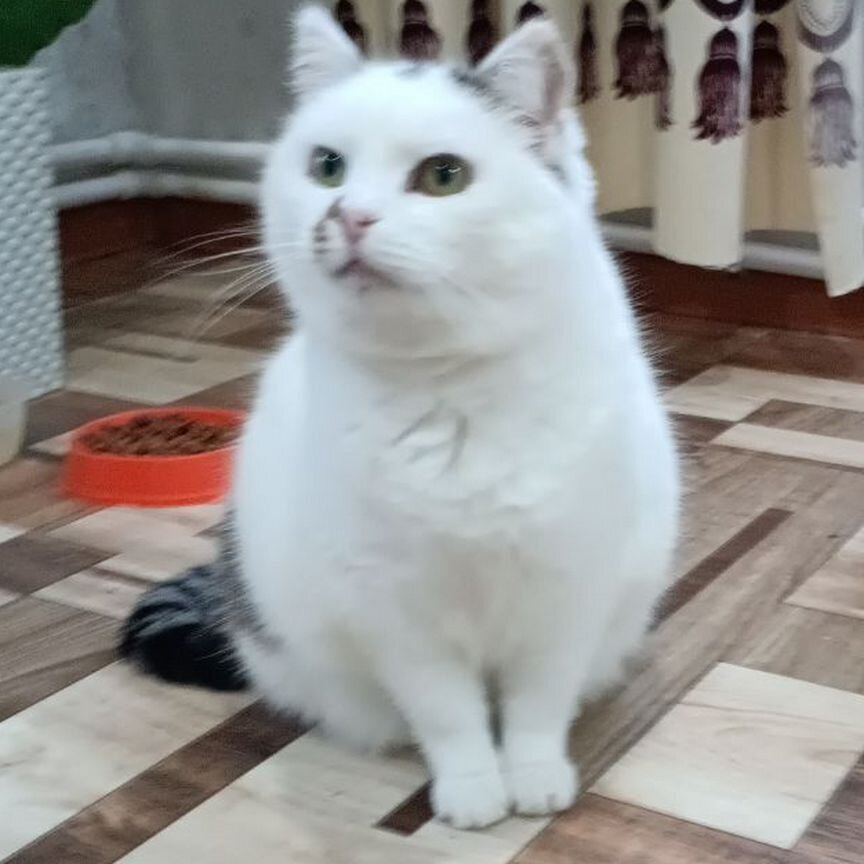 Взрослая, Девочка кошка в добрые руки