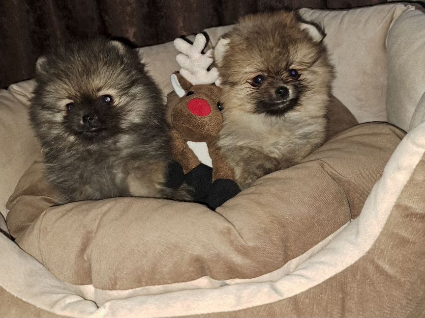 Мини шпицики