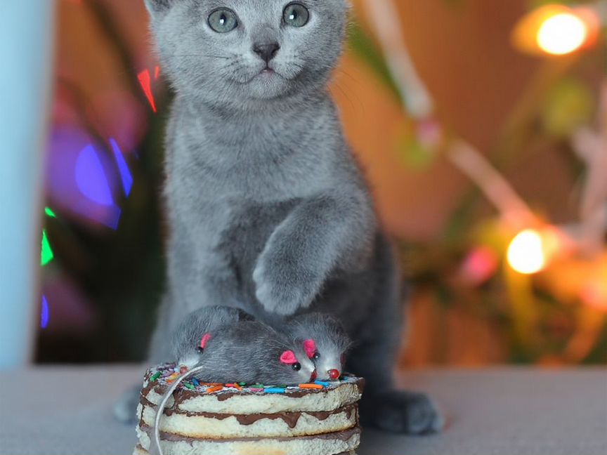 Русские голубые котята с документами