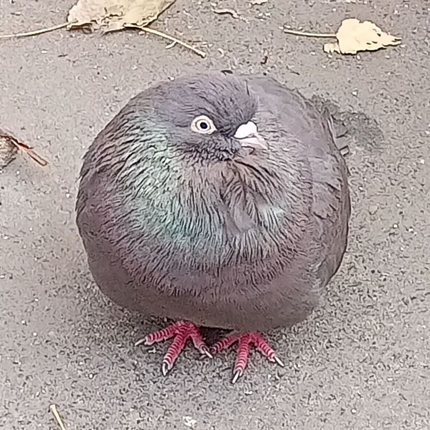 Голубь потеряшка