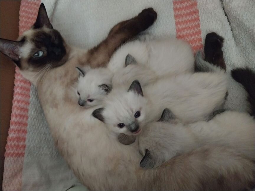 Тайские котята