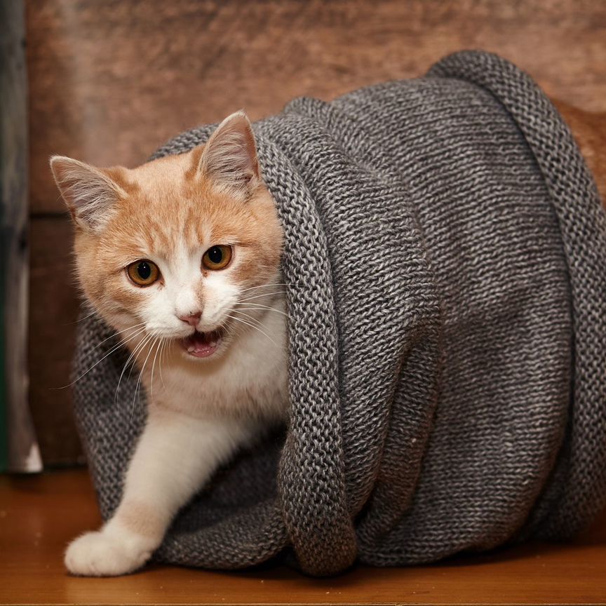 Отличный мальчик из приюта ищет дом