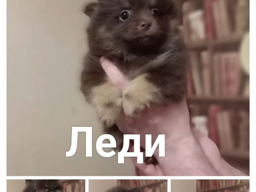Щенки шпица шоколадные