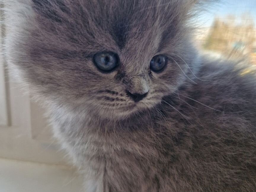 Британские котята