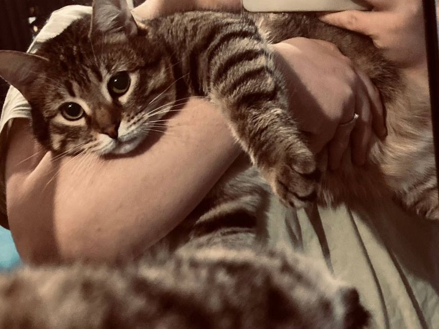Кот бенгал