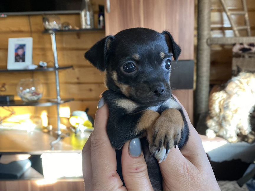 Той-терьер щенок