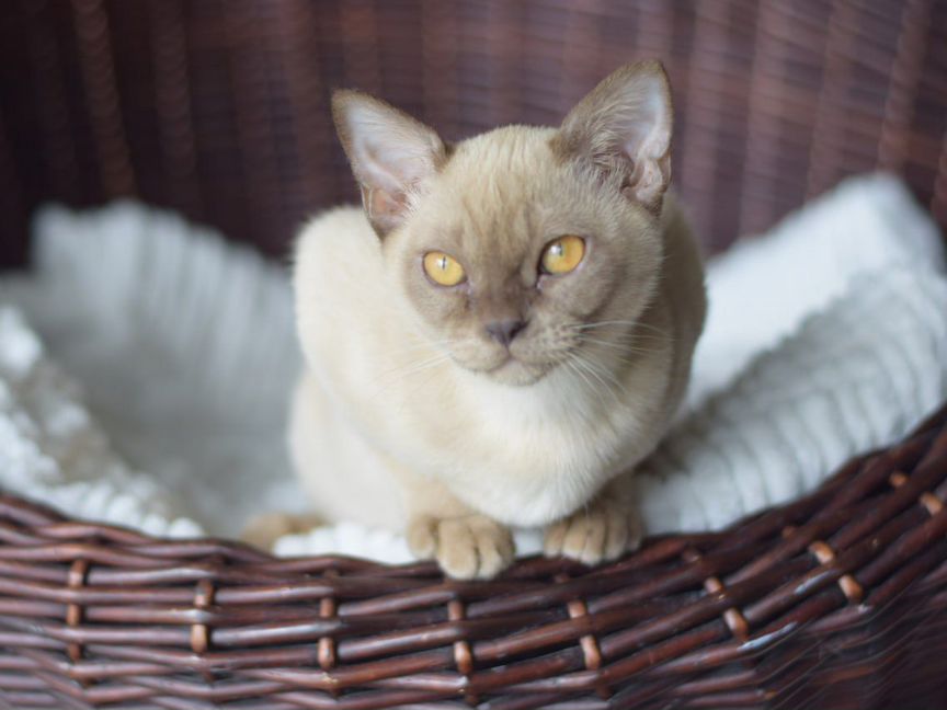 Бурманские котята шоколад, соболь, голубой