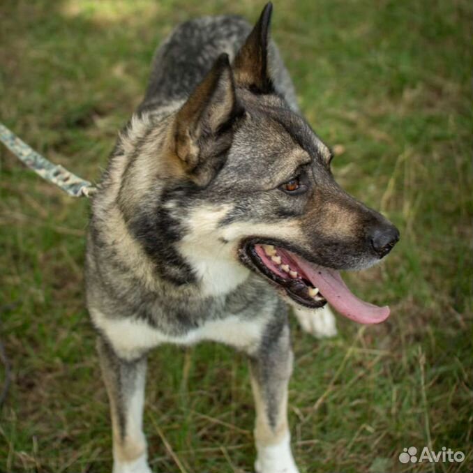 Статный красавец - пёс ищет хозяина