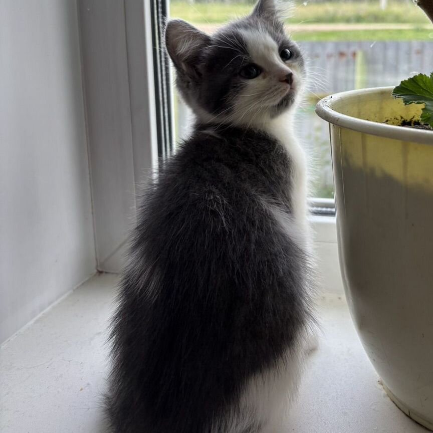 Котенок