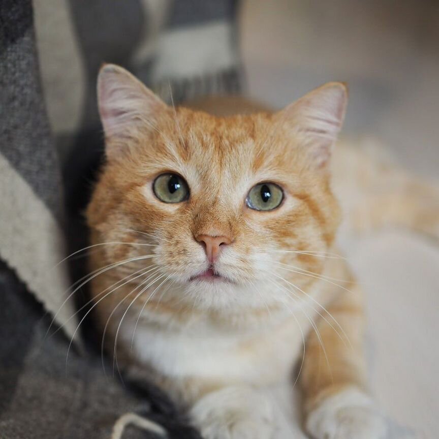 Рыжий кот в добрые руки