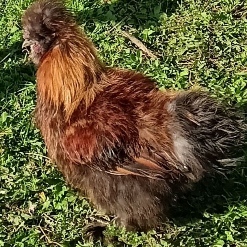 Петушки китайские шелковые