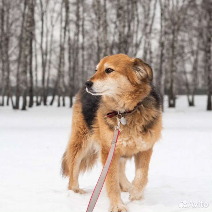 Красавица Герда все ещё в приюте