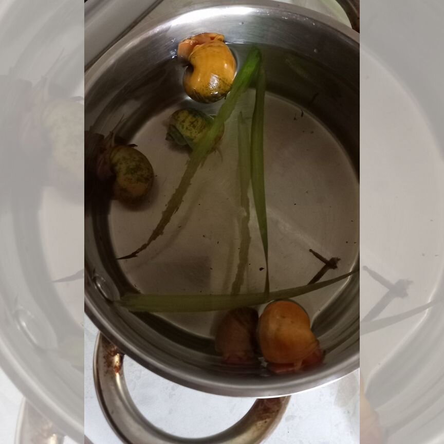 Улитки ампулярии желтые