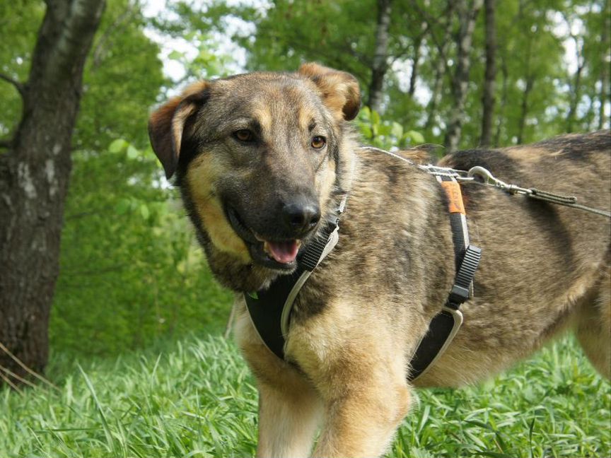 Собака в добрые руки отдам бесплатно