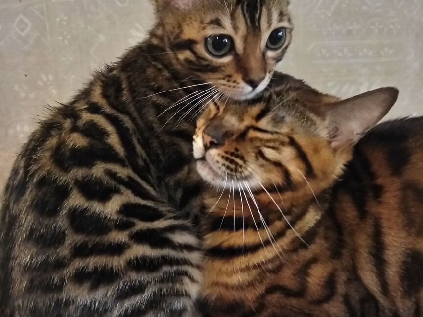 Бенгальские котята
