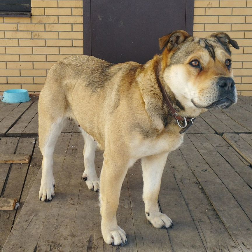 Кадебо в ответственные руки