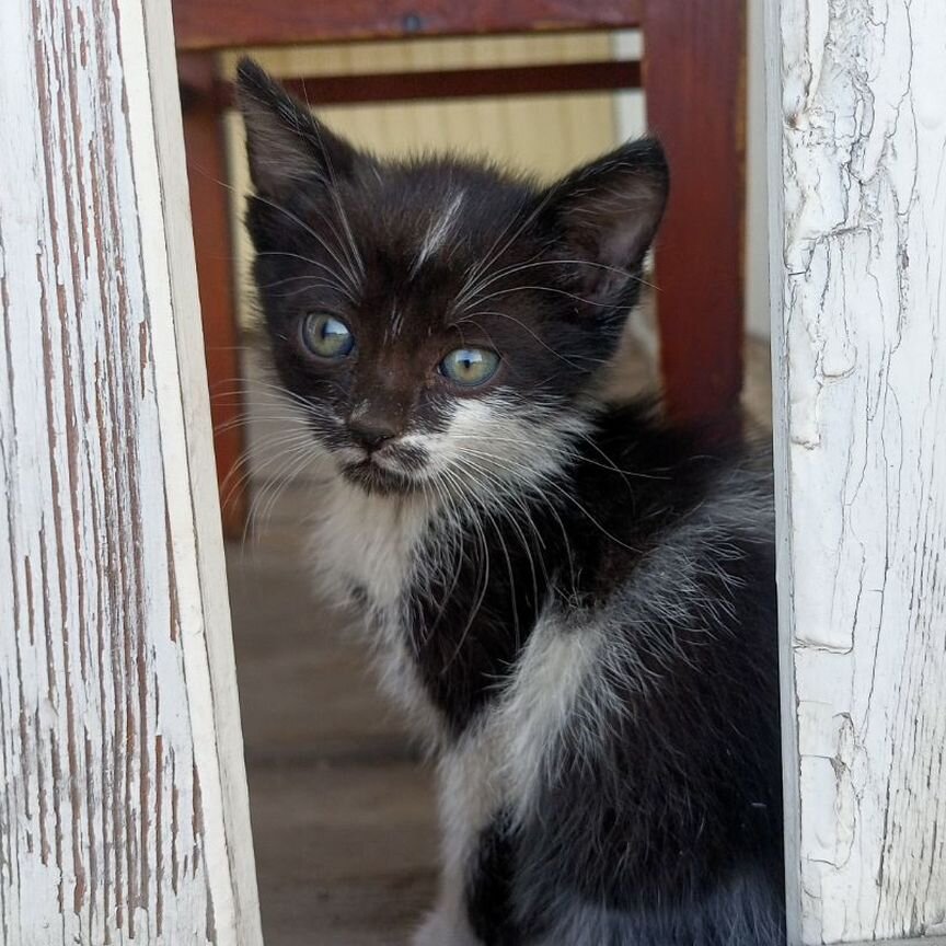 Котёнок в добрые руки