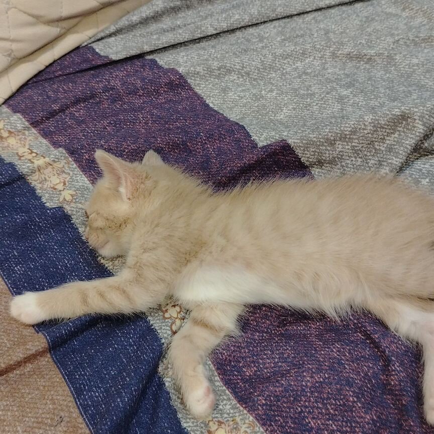 Рыжий котенок